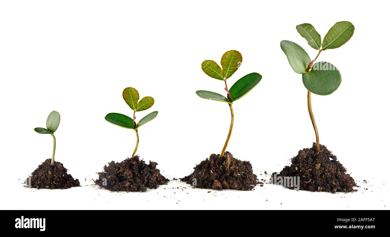 Saplings on white background Stock Photo - Alamy