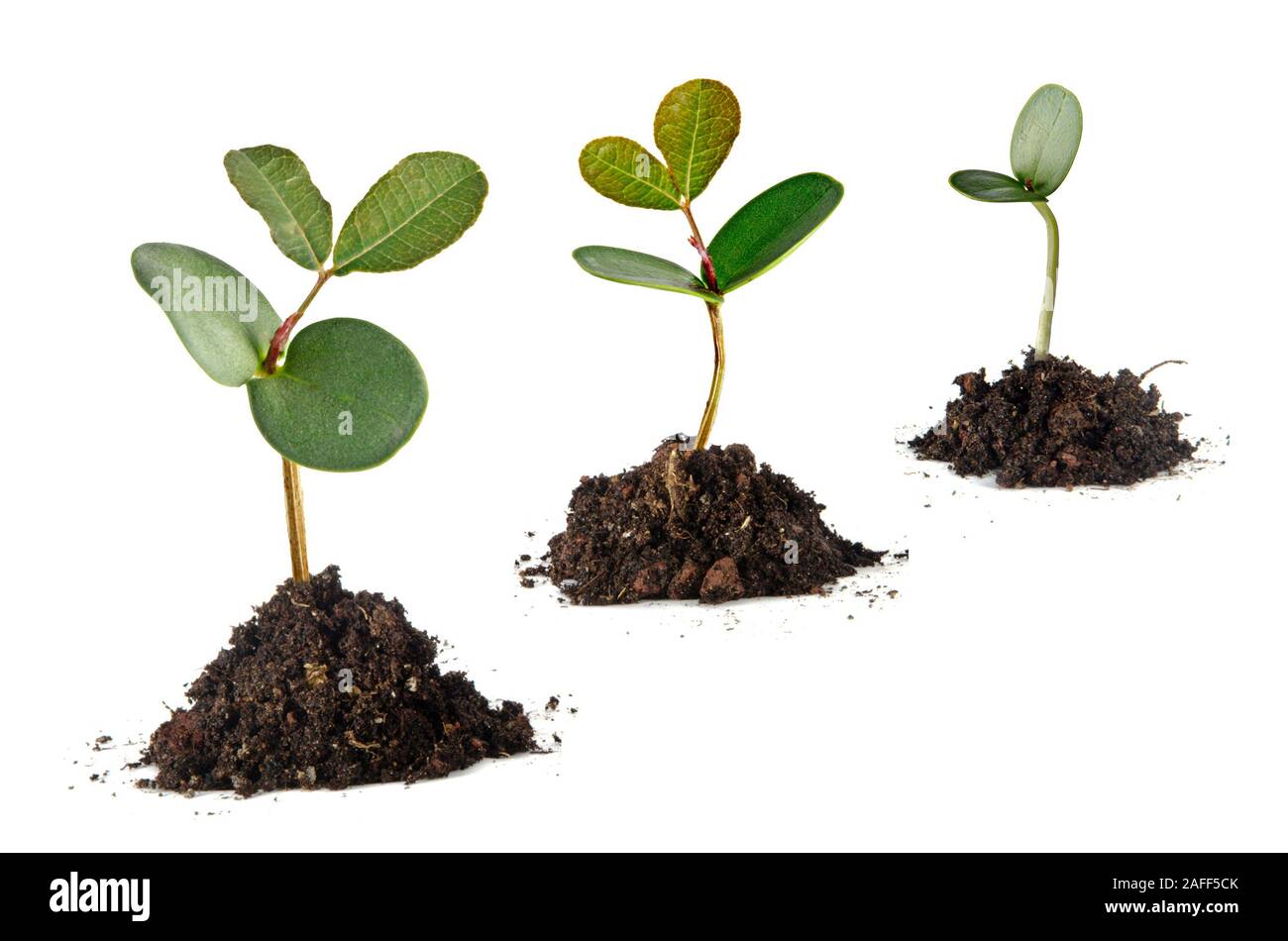 Saplings on white background Stock Photo - Alamy