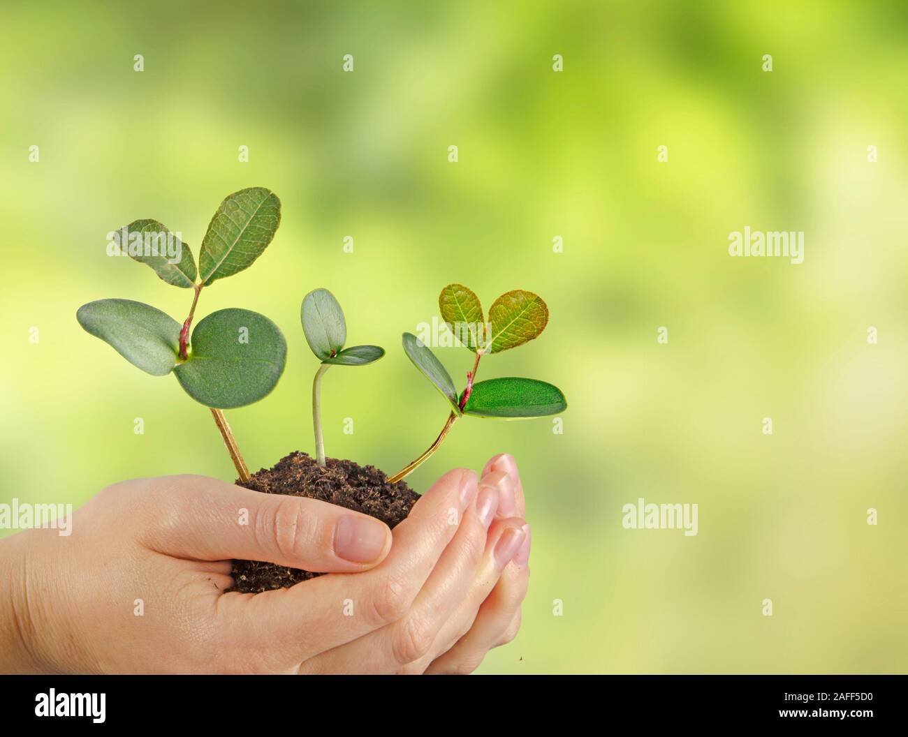 Sapling in hands Stock Photo - Alamy