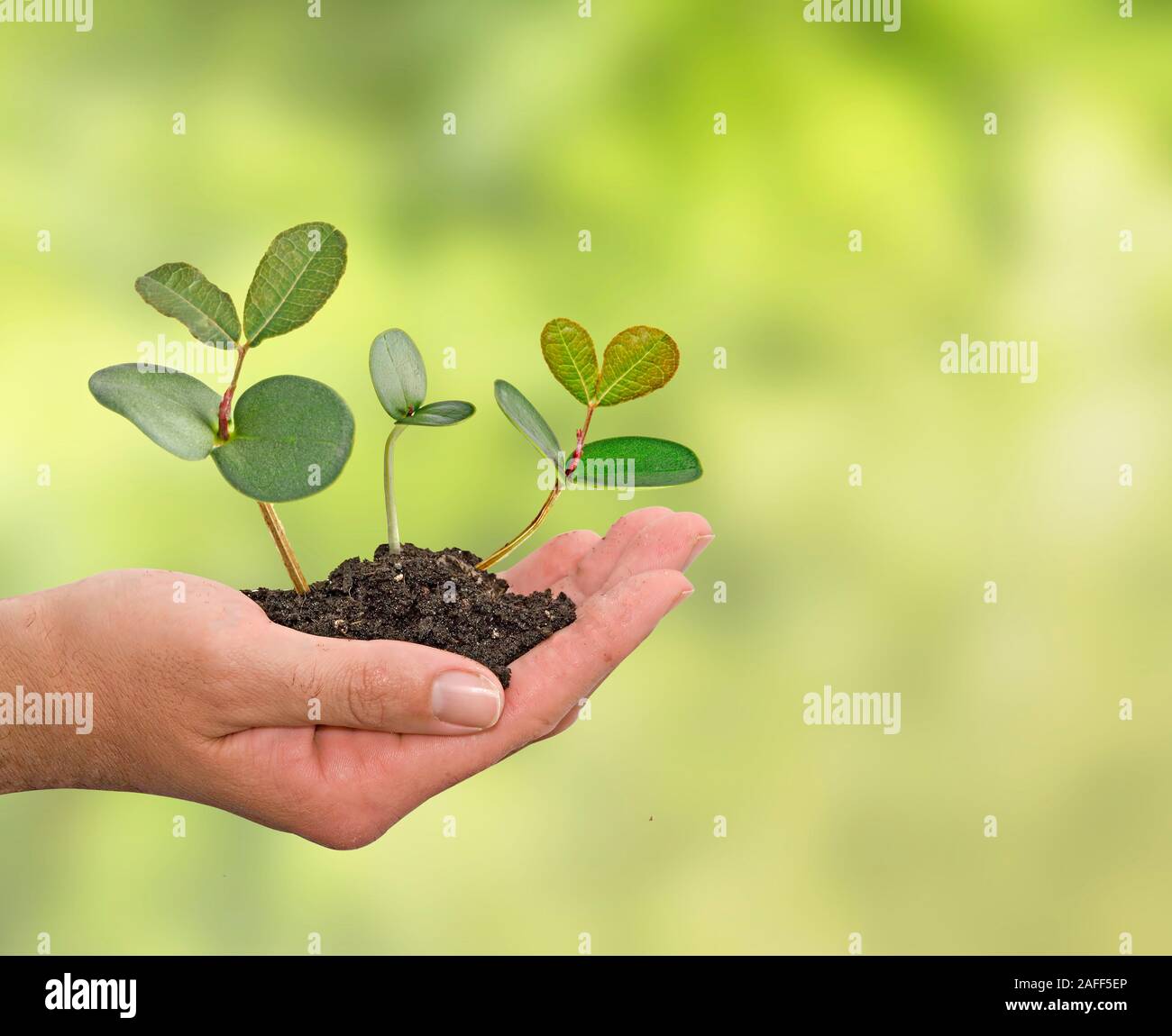 Sapling in hand Stock Photo - Alamy