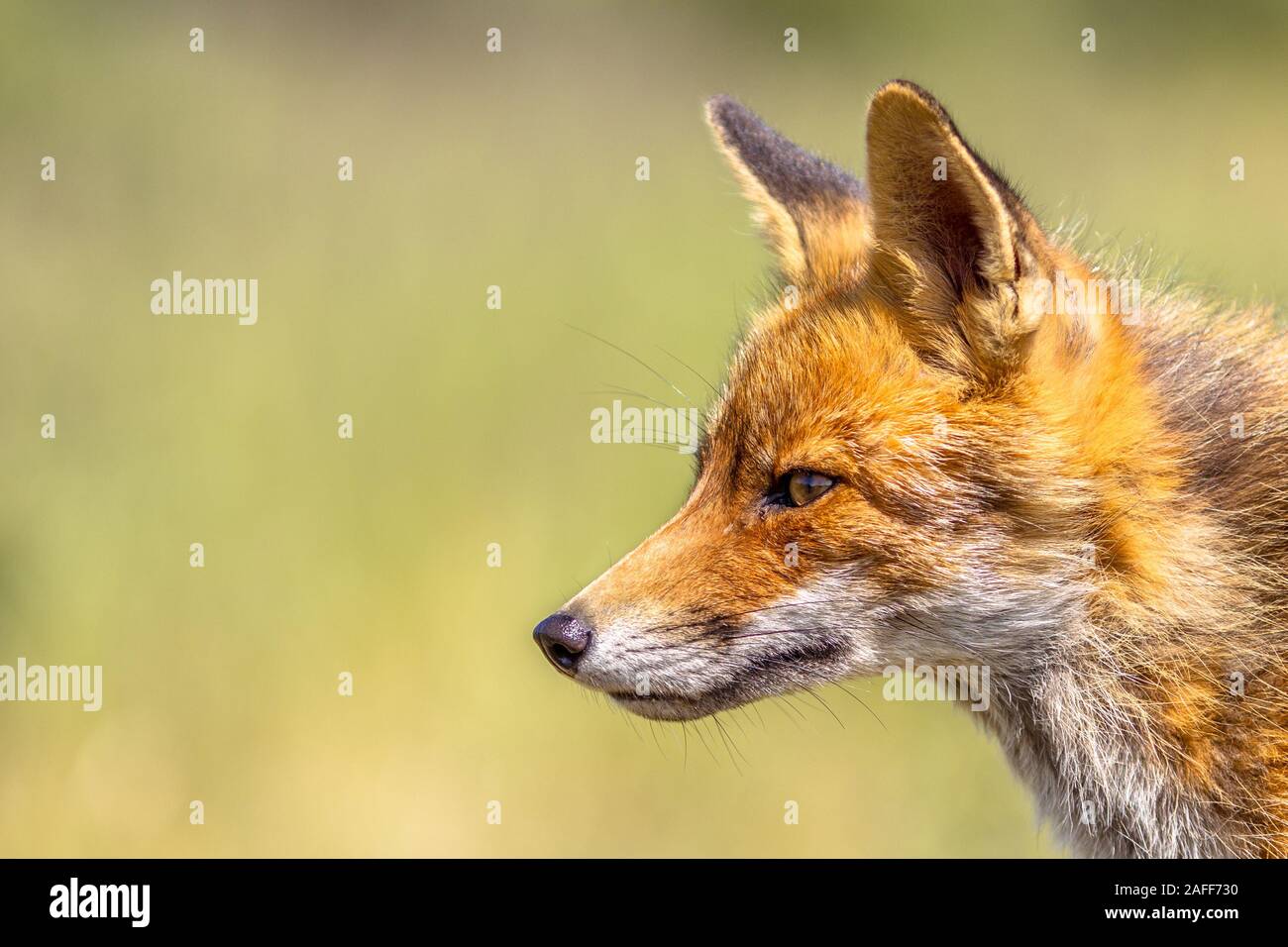 Red fox (Vulpes vulpes) portrait with bright green background. This ...
