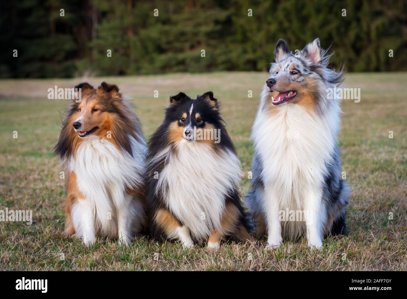 Shelties hi-res stock photography and images - Alamy