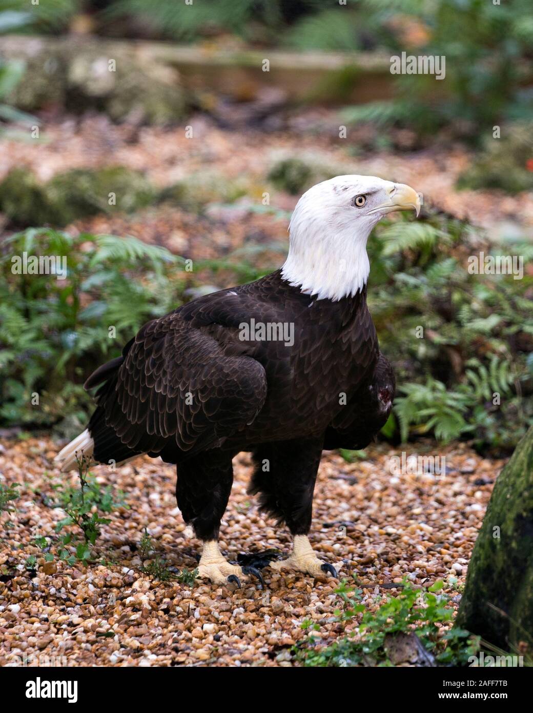 Bald Eagle bird close-up profile view surrounded by foliage background ...