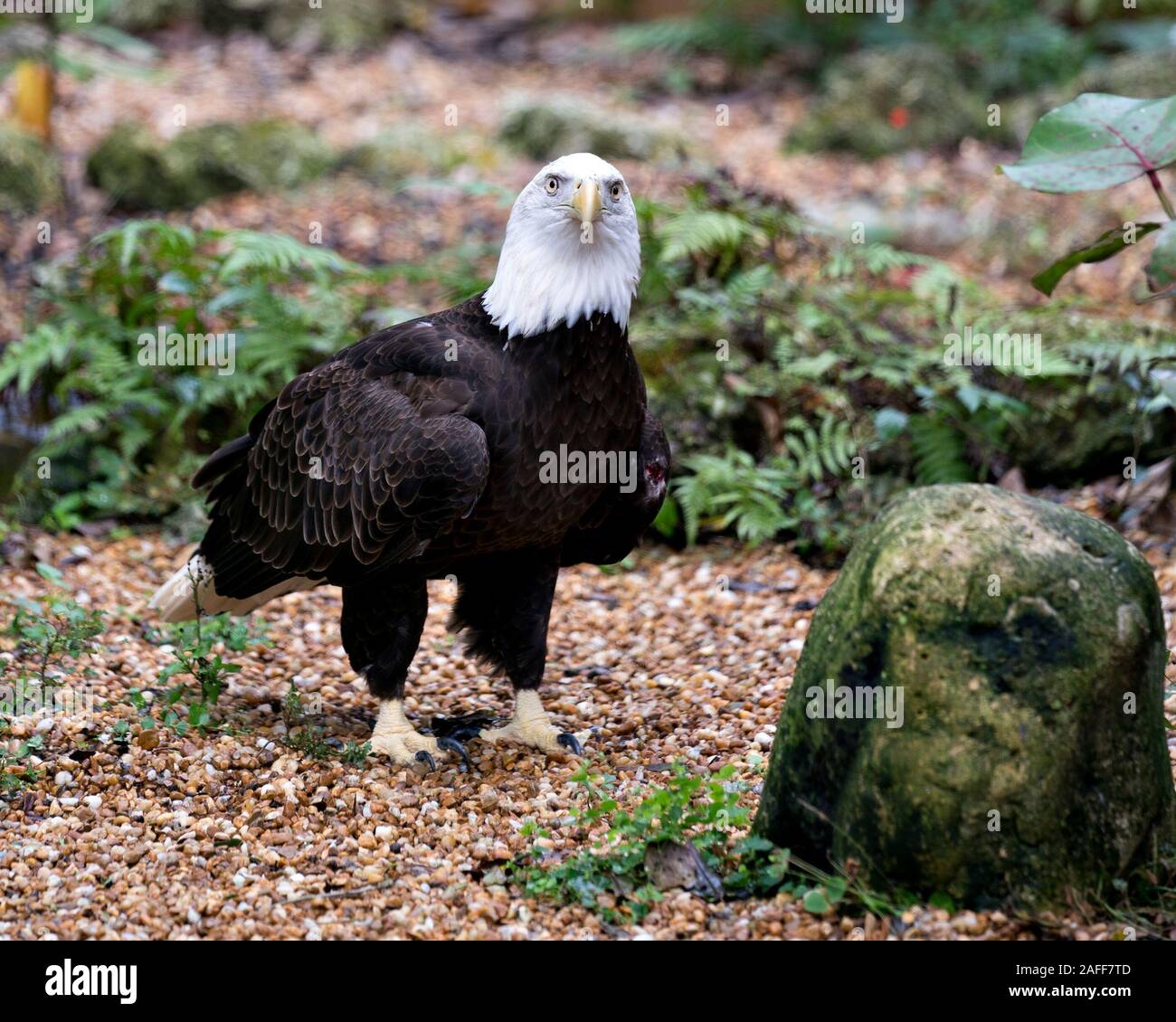 Bald Eagle bird close-up profile view surrounded by foliage background ...