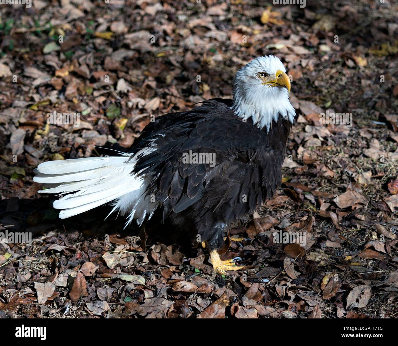 Bald Eagle bird close-up profile view surrounded by foliage background ...
