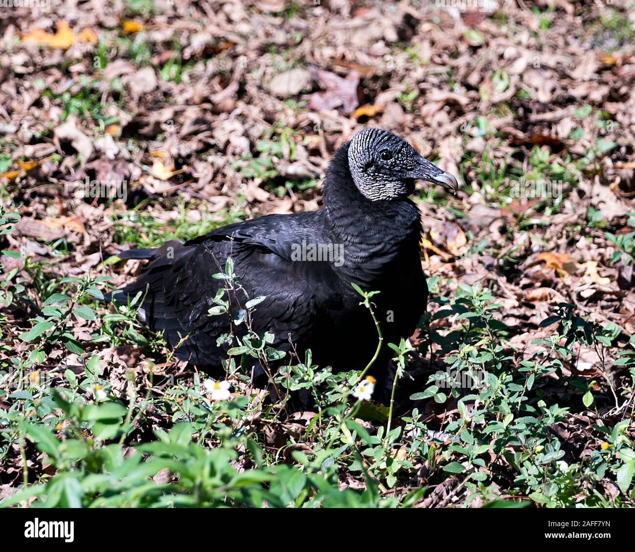 Black Vulture bird close up profile view resting on the ground ...