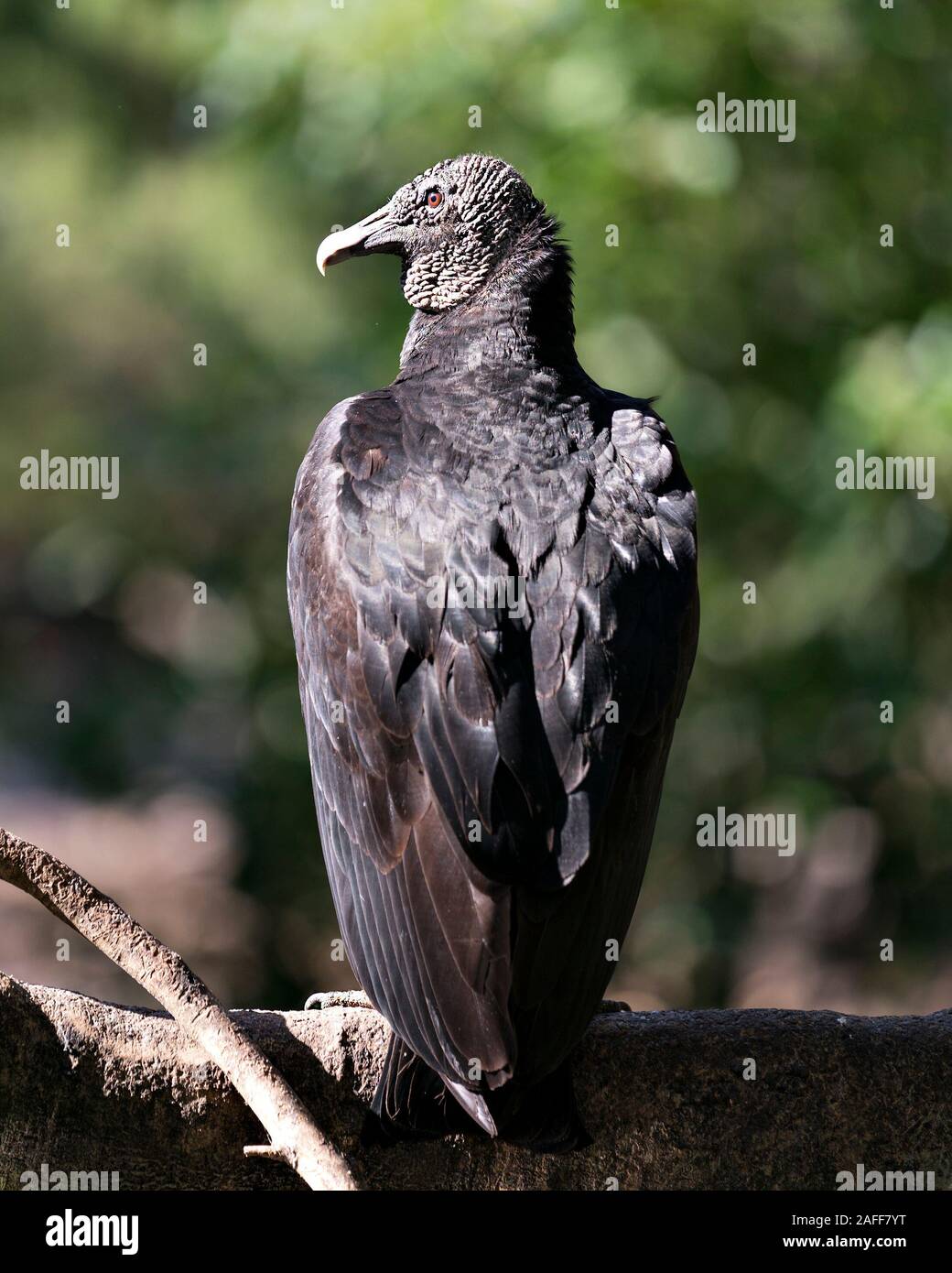 Black Vulture bird close up profile view displaying head, eye, beak and ...