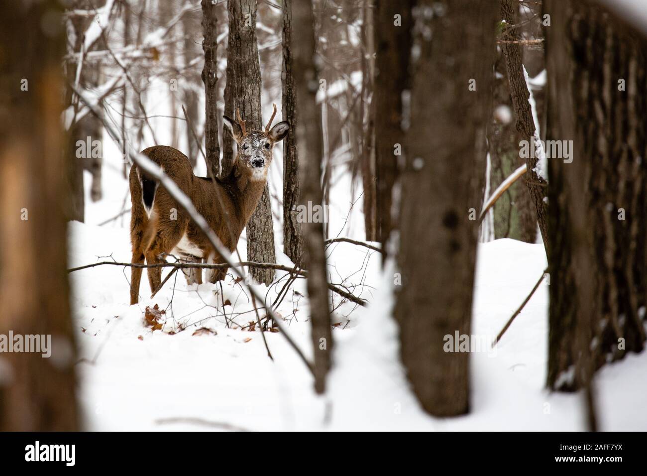 Whitetail buck hi-res stock photography and images - Alamy