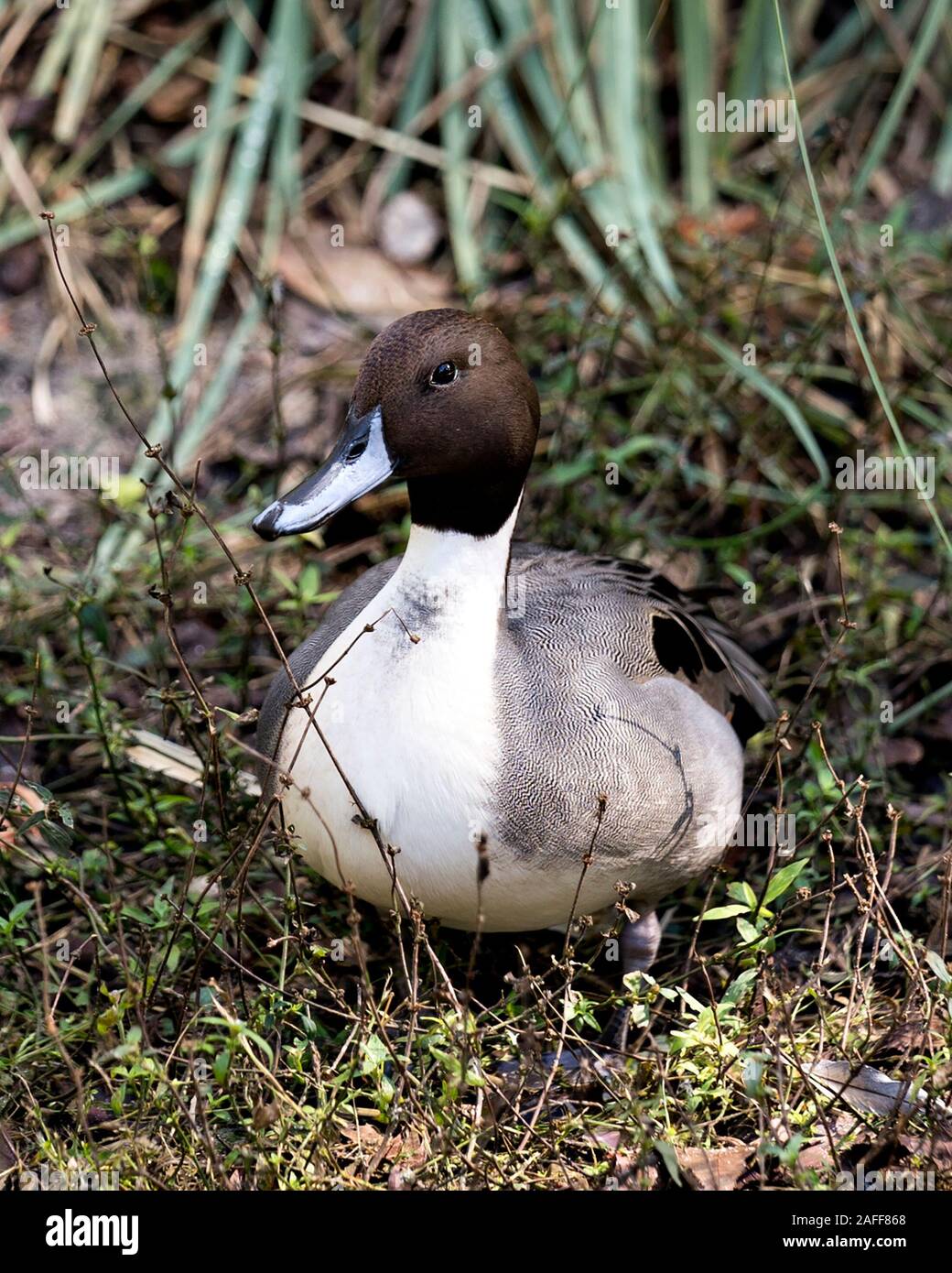 Duck profile photo hi-res stock photography and images - Alamy