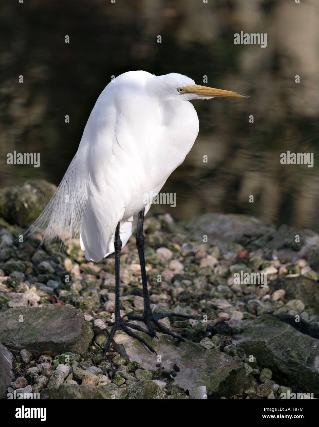 Great White Egret bird close-up profile view displaying its body, head ...