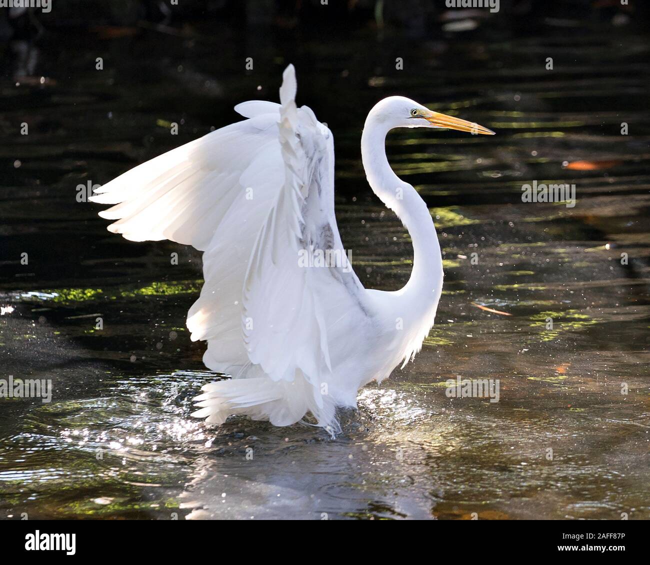 Great White Egret bird close-up profile view in foliage and white ...