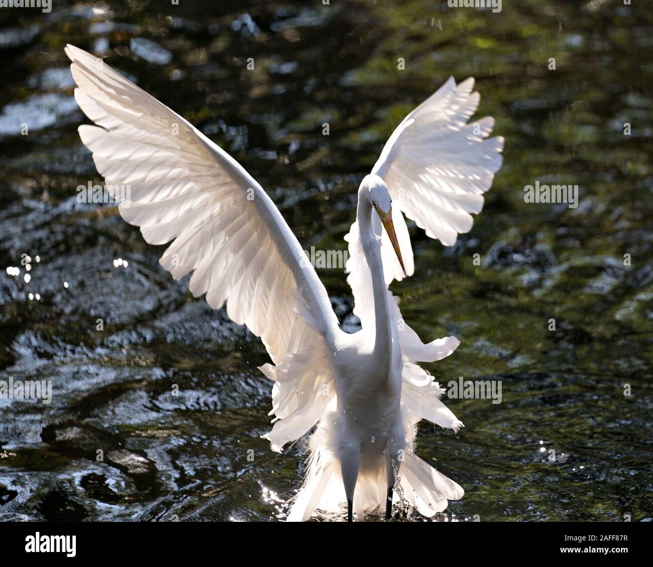 Great White Egret bird close-up profile view in foliage and white ...