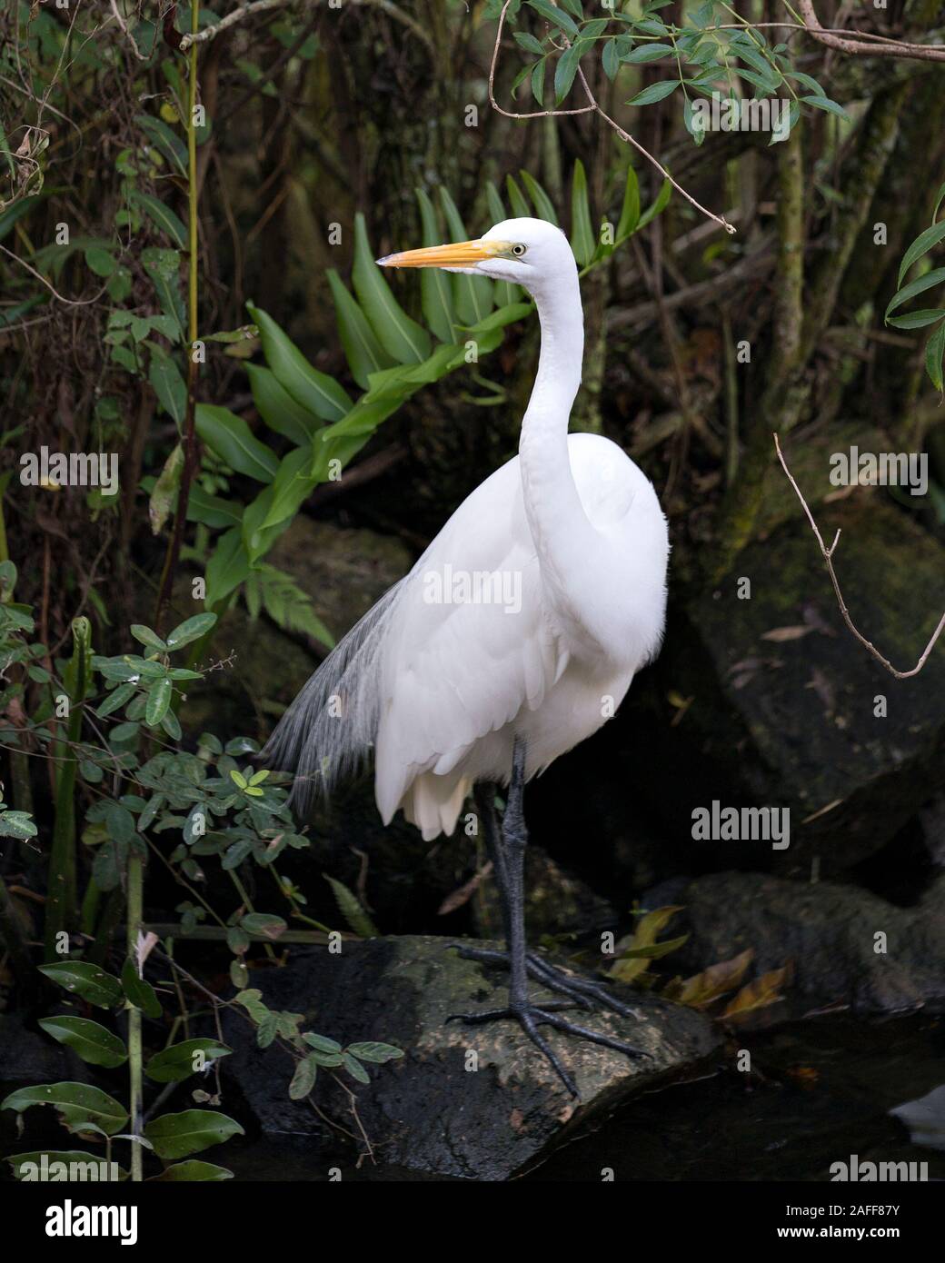 Great White Egret bird close-up profile view with foliage background ...