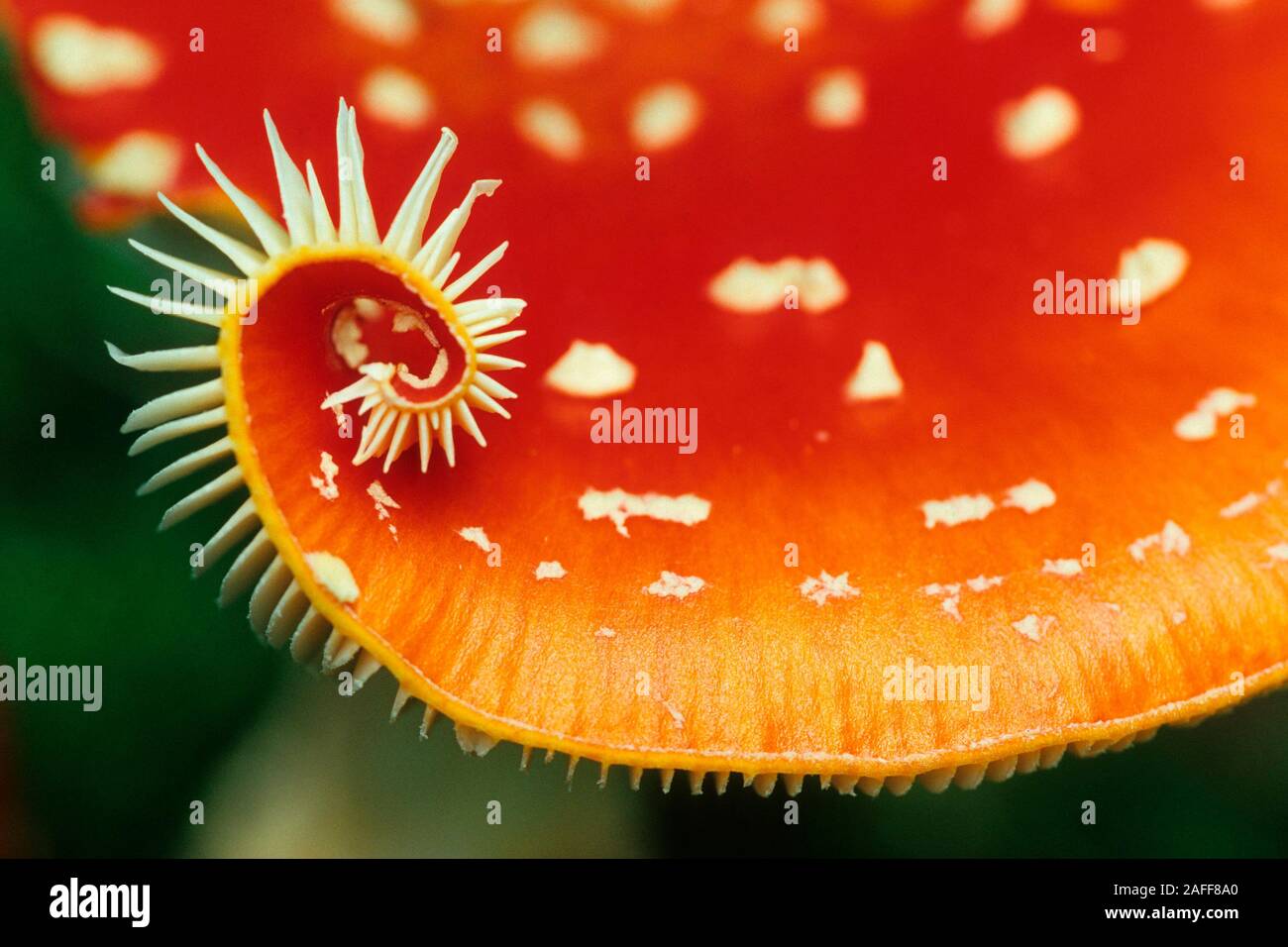 Giftpilz hi-res stock photography and images - Alamy