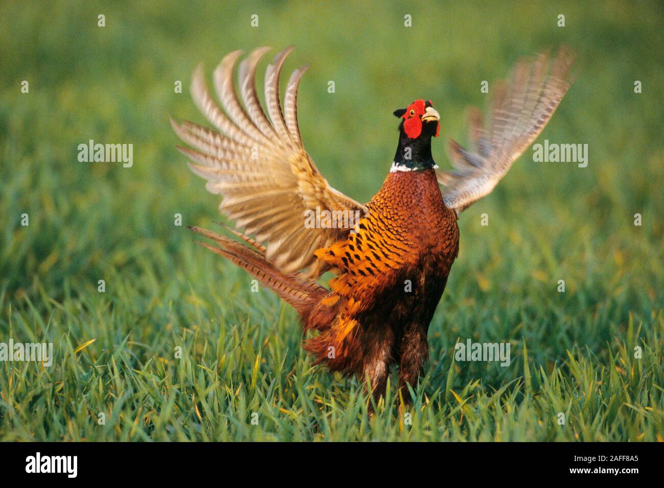 Jagdfasan hi-res stock photography and images - Alamy
