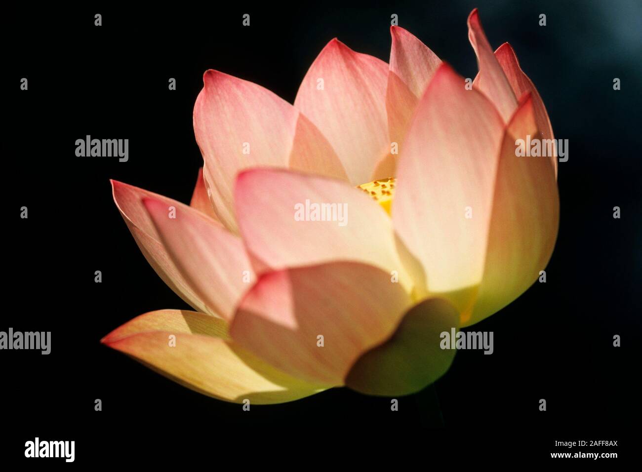 Lotusblume hi-res stock photography and images - Alamy