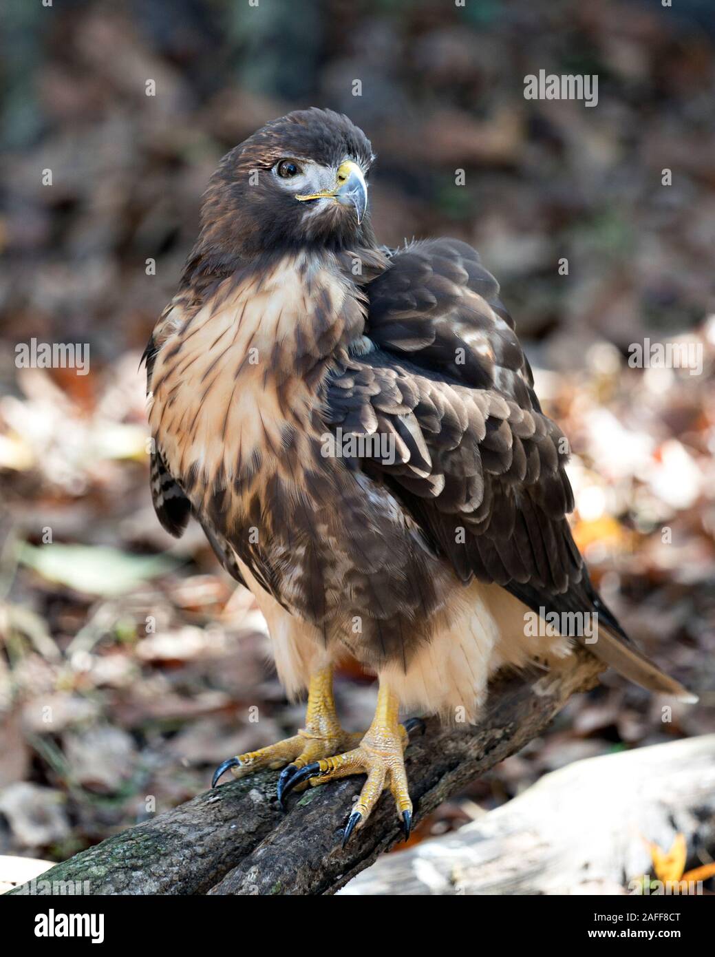 Hawk bird close-up profile view perched displaying brown plumage, body ...