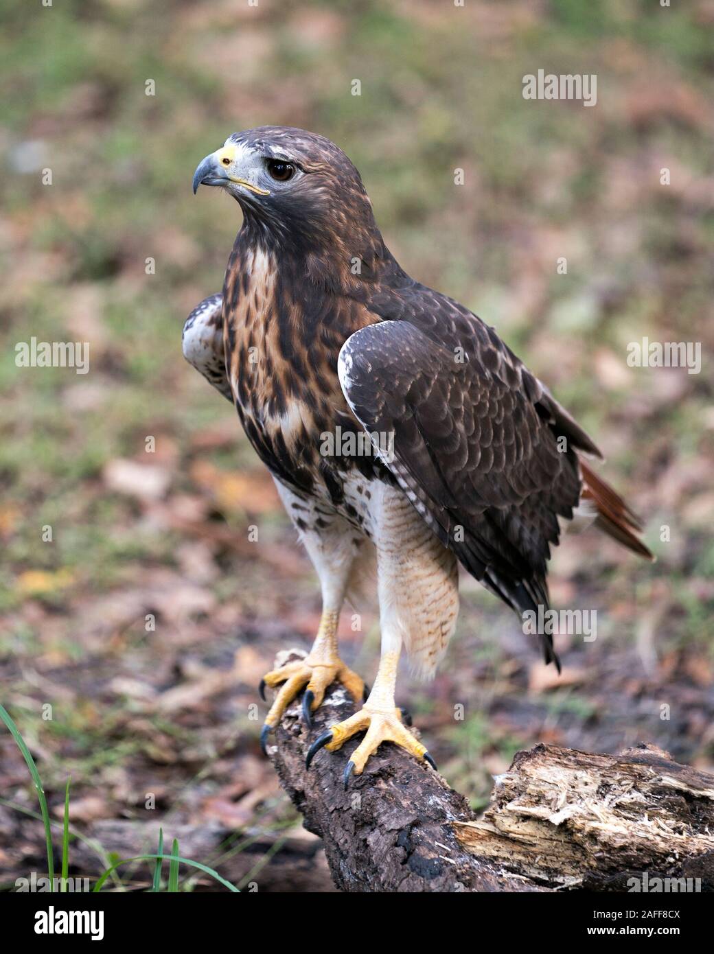Hawk bird close-up profile view perched displaying brown plumage, body ...