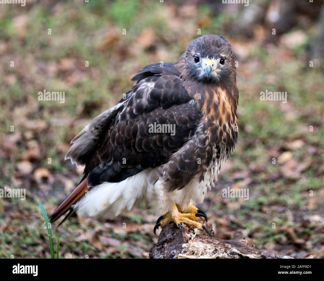 Hawk bird close-up profile view perched displaying brown plumage, body ...