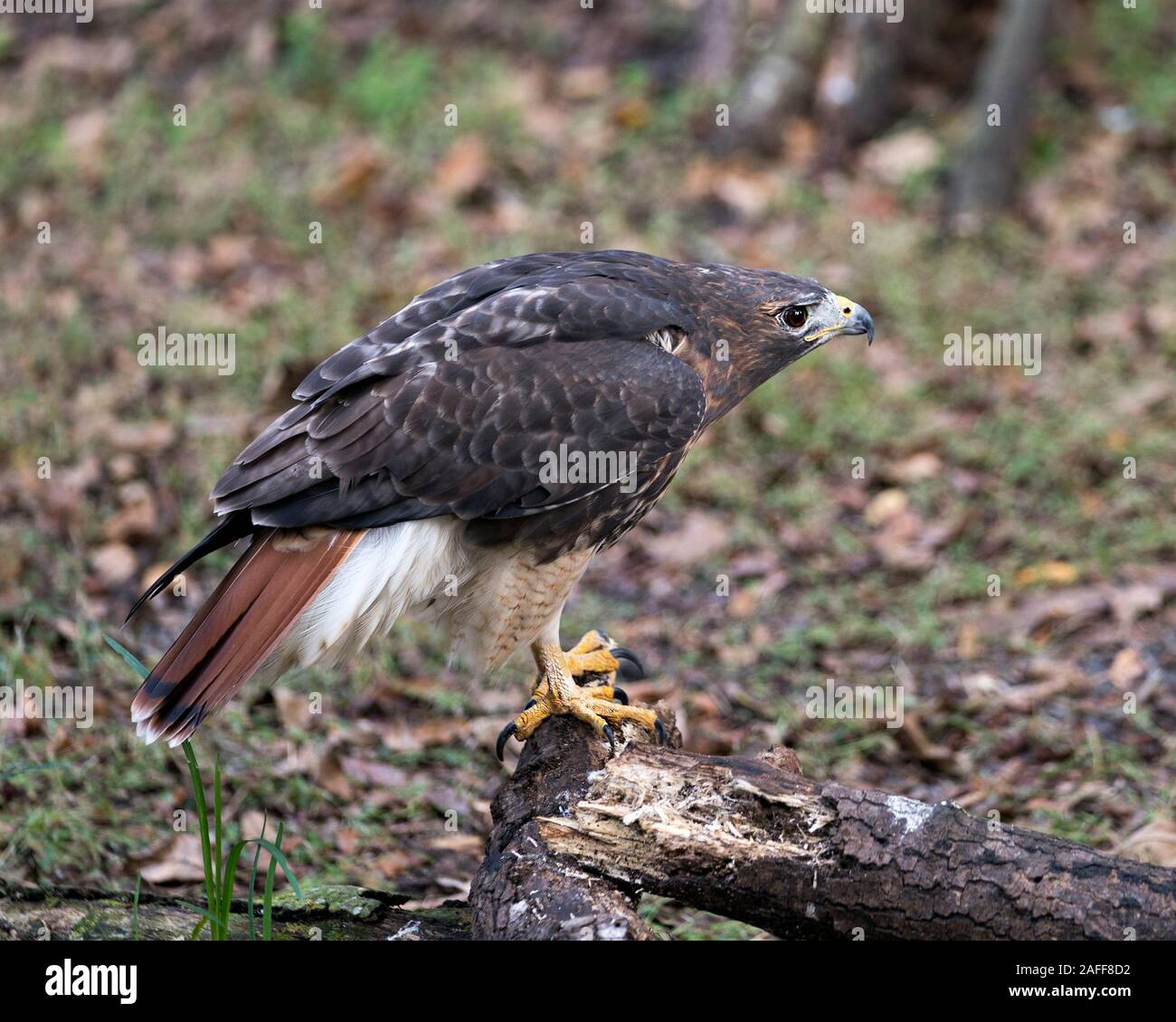 Hawk bird close-up profile view perched displaying brown plumage, body ...