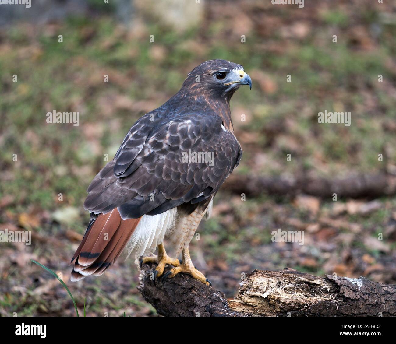 Hawk bird close-up profile view perched displaying brown plumage, body ...