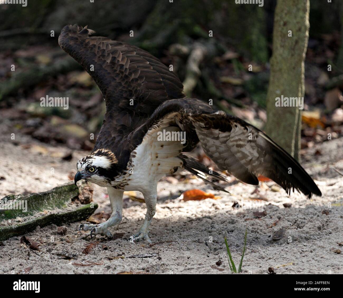 Osprey bird close-up profile view spread wings looking at the camera ...