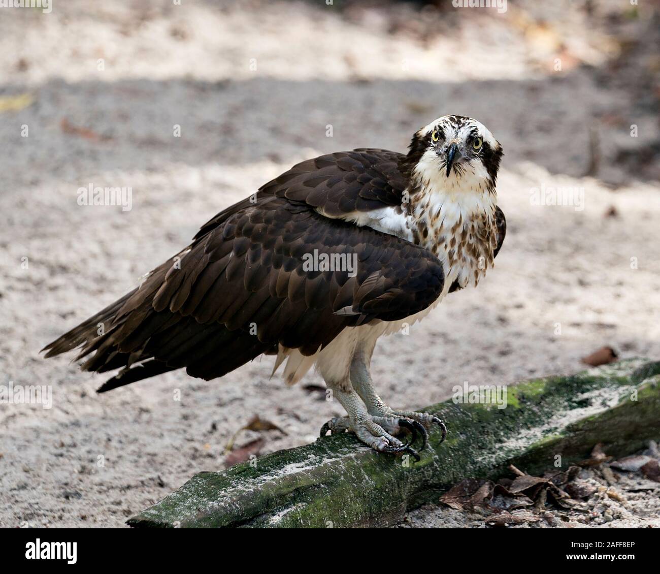 Osprey bird close-up profile view looking at the camera with sand ...