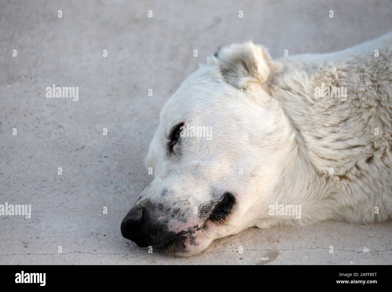 Central Asian Alabay Stock Photo - Alamy