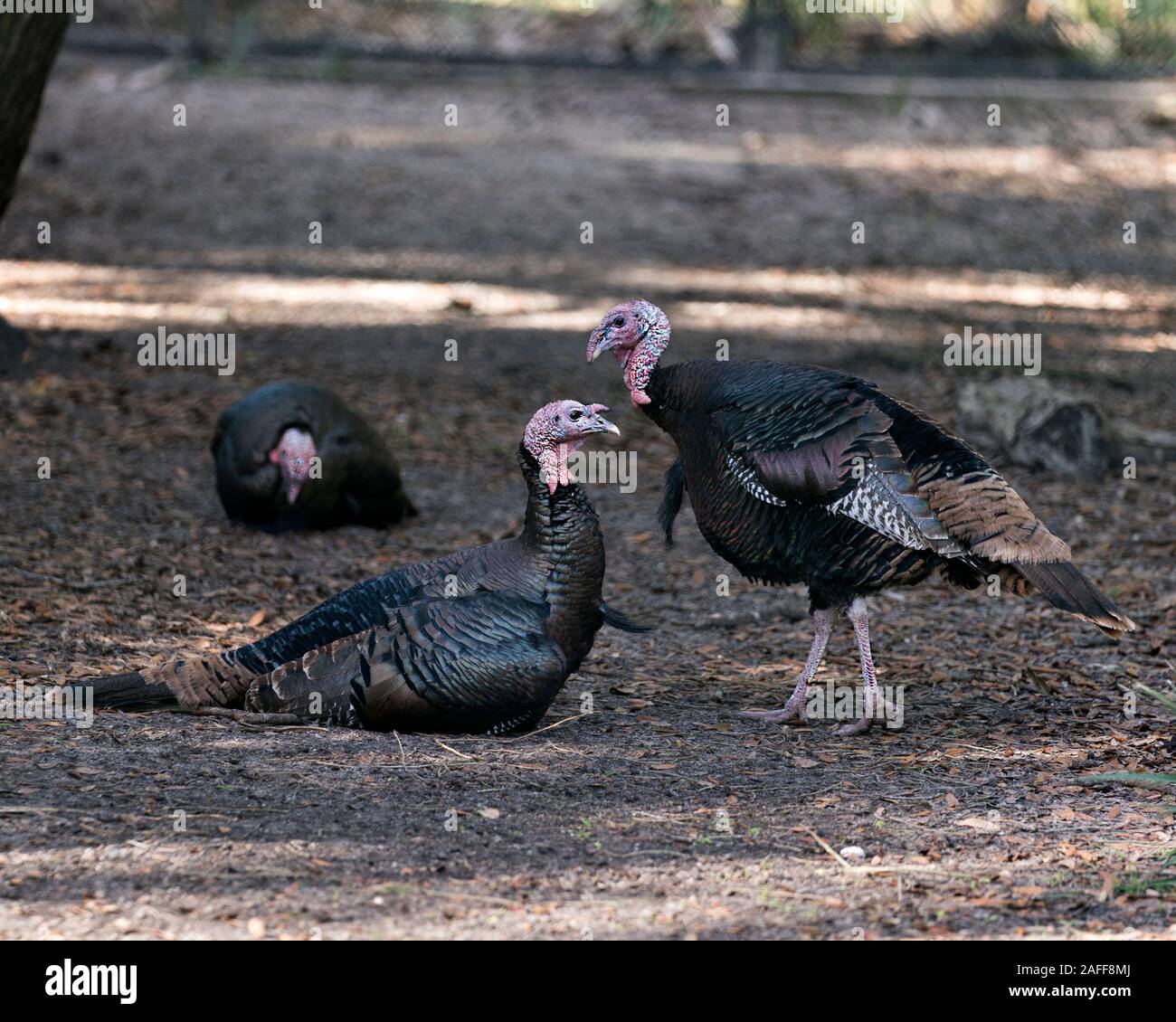 Wild turkey birds close-up profile view with background displaying ...