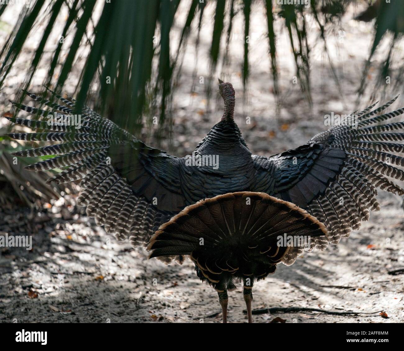 Copper tail hi-res stock photography and images - Alamy