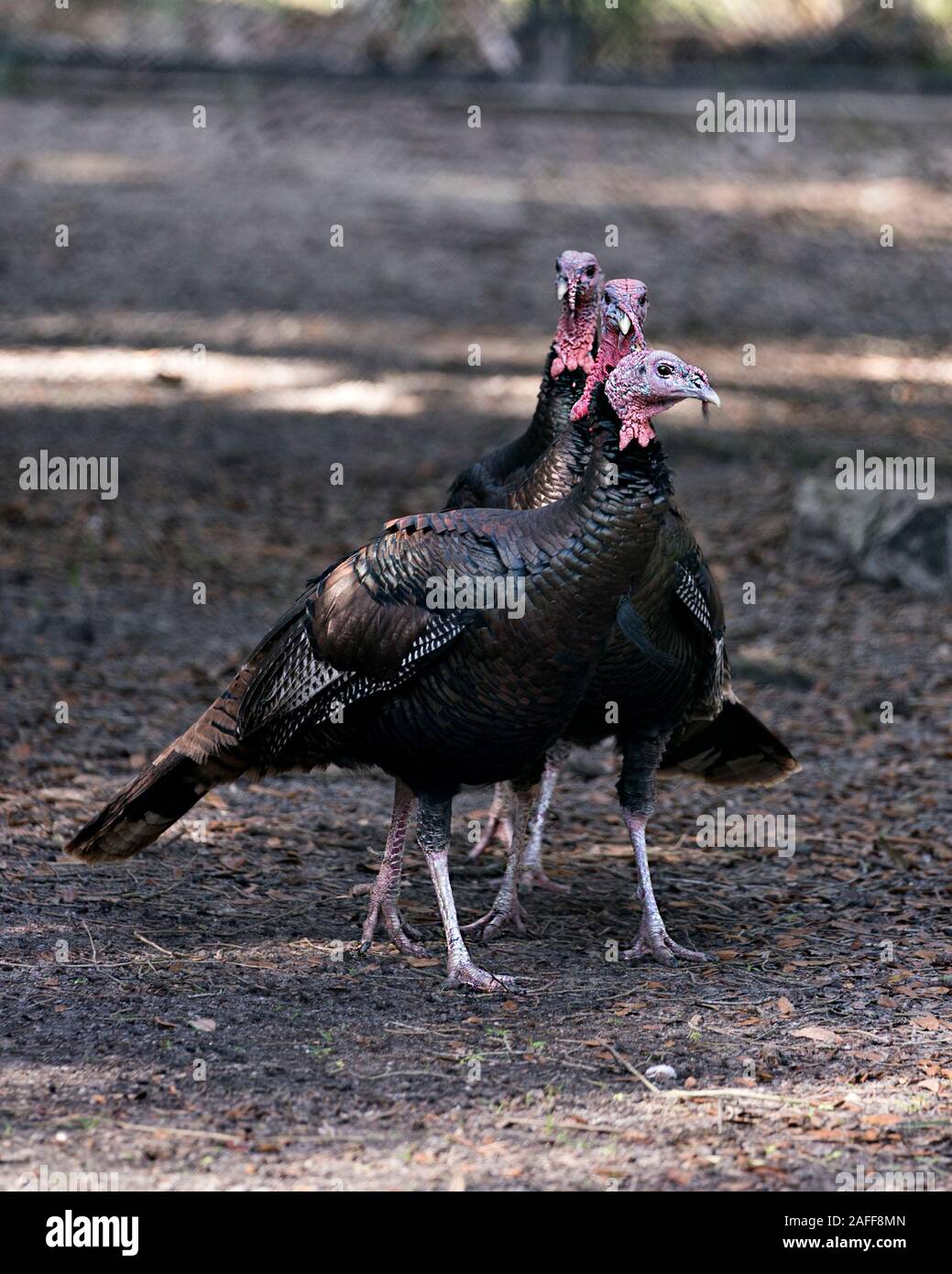 Wild turkey birds close-up profile view with background displaying ...