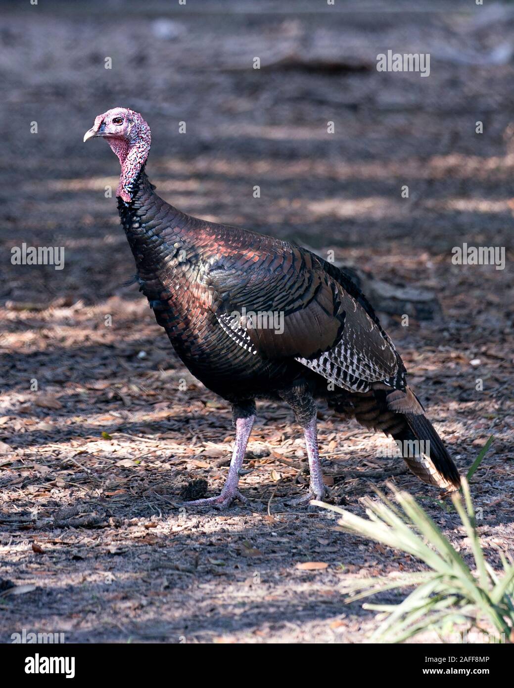 Wild turkey bird close-up profile view with background displaying its ...