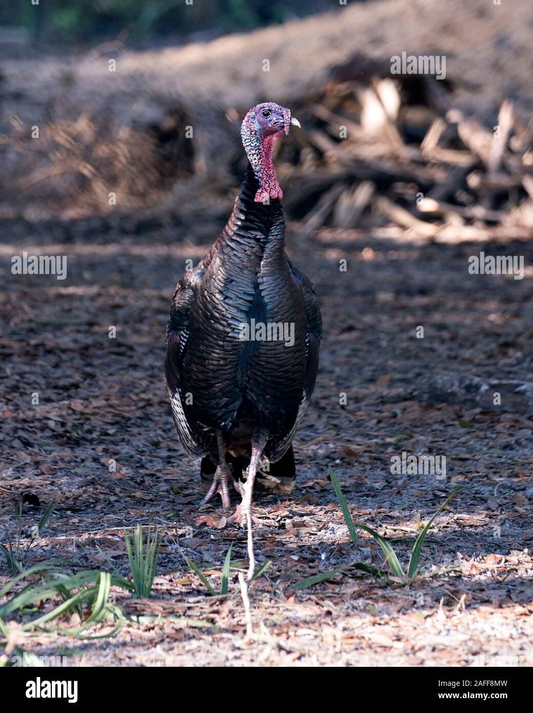 Nice plumage hi-res stock photography and images - Alamy