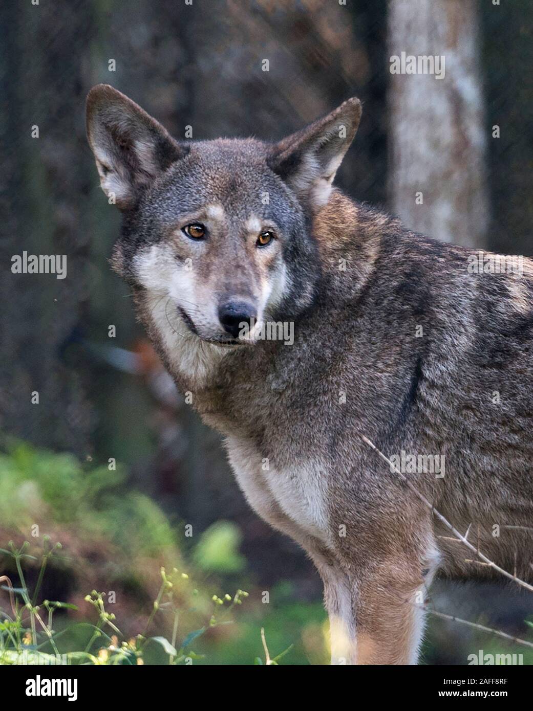 Red Wolf With Brown Eyes