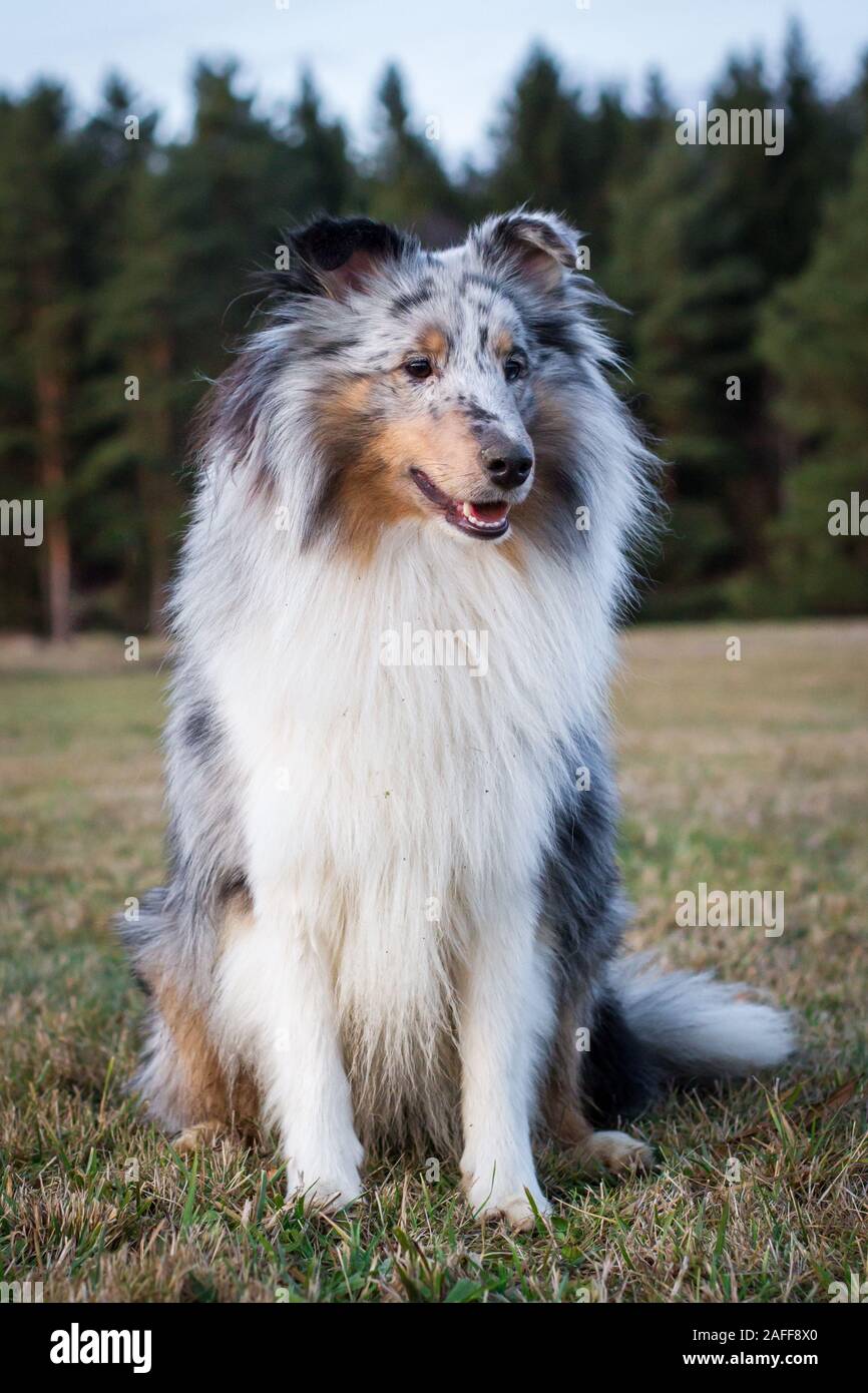 Sheepdog sitting hi-res stock photography and images - Alamy