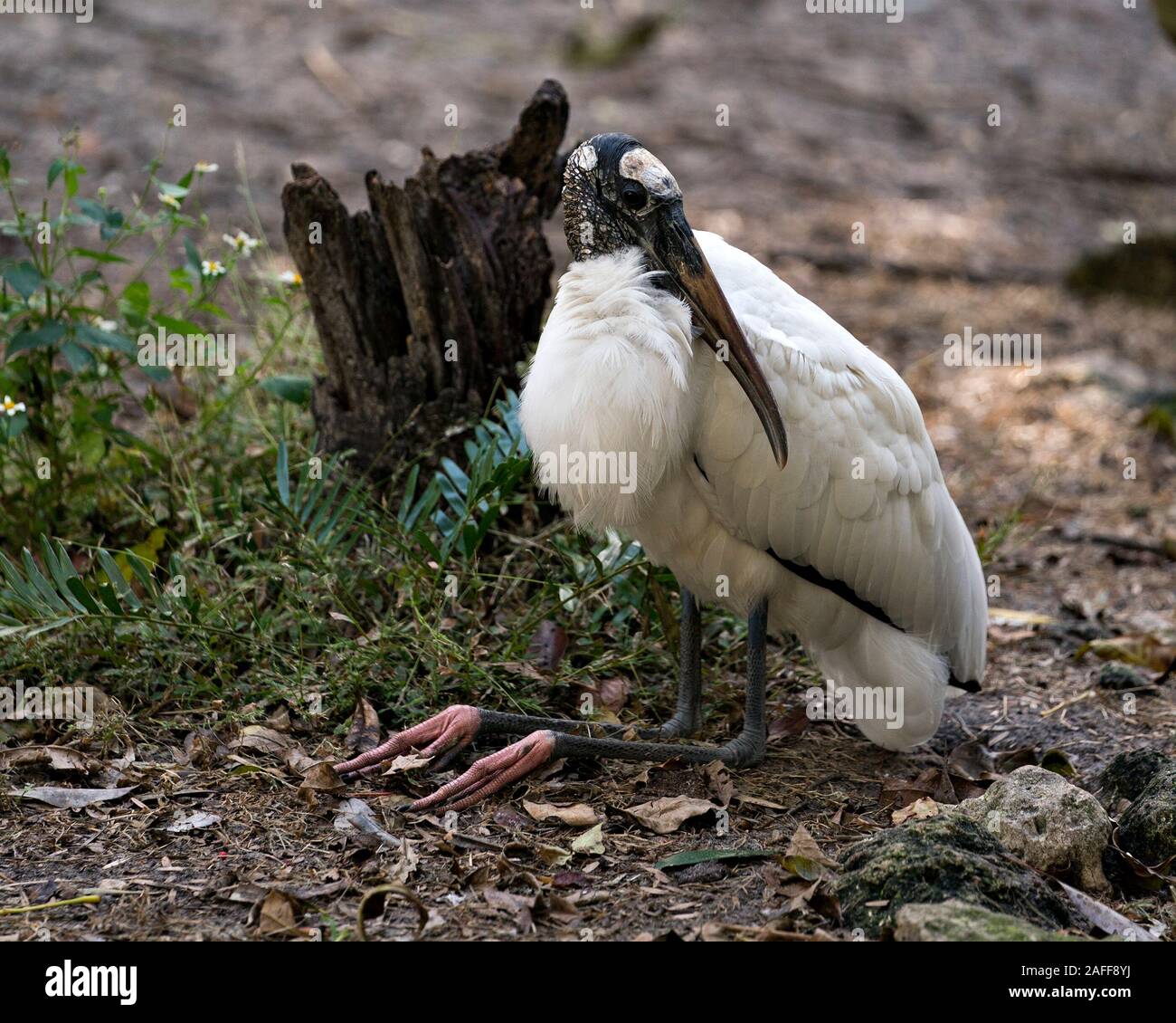 Wood Stork bird close up resting displaying its body, head, beak,eye ...