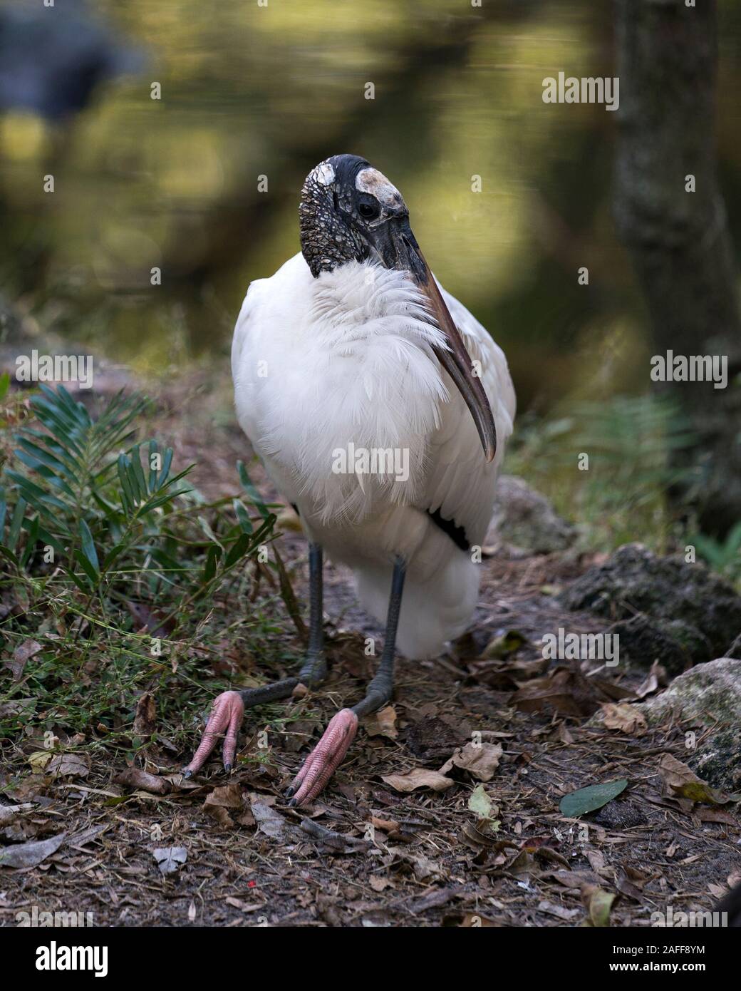 Black and white bird photo hi-res stock photography and images - Alamy