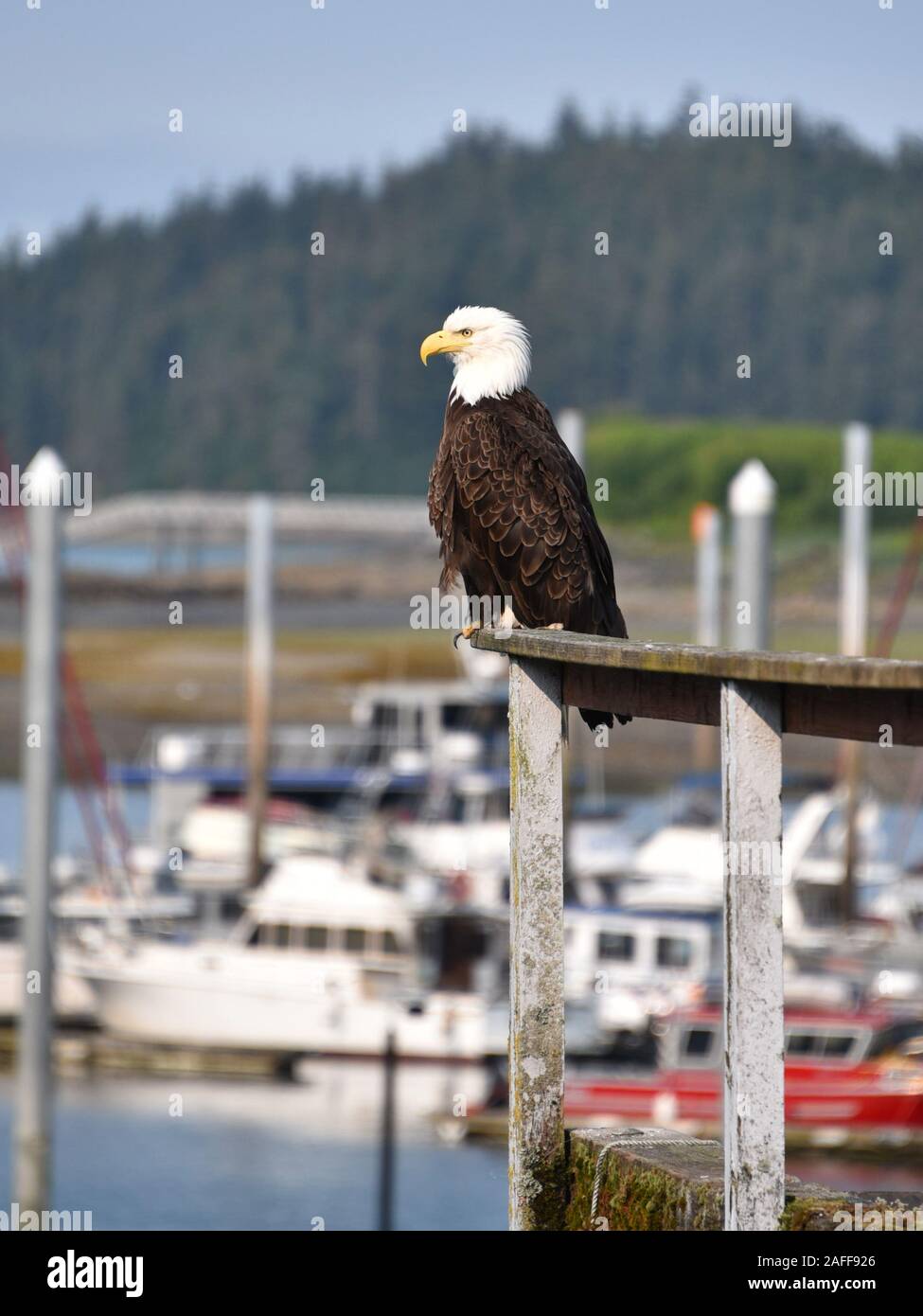 American Bald Eagle by Statter Harbor Stock Photo - Alamy
