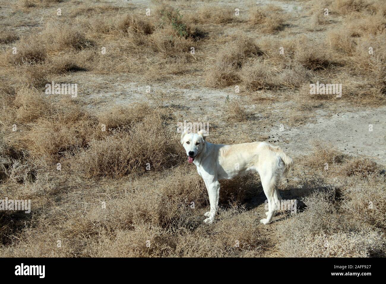 Central Asian Alabay Stock Photo - Alamy