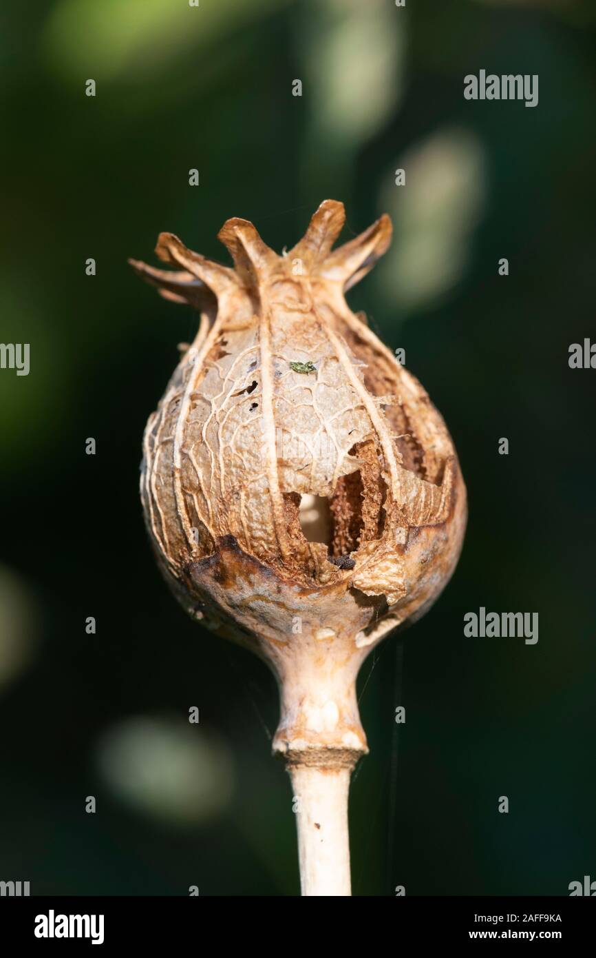 Seed dried pod husk hi-res stock photography and images - Alamy