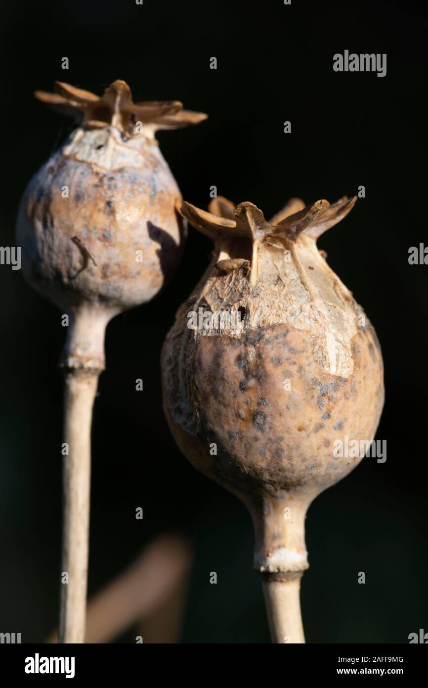 Opium Poppy Seed Heads (Papaver Somniferum) Starting to Decay and ...