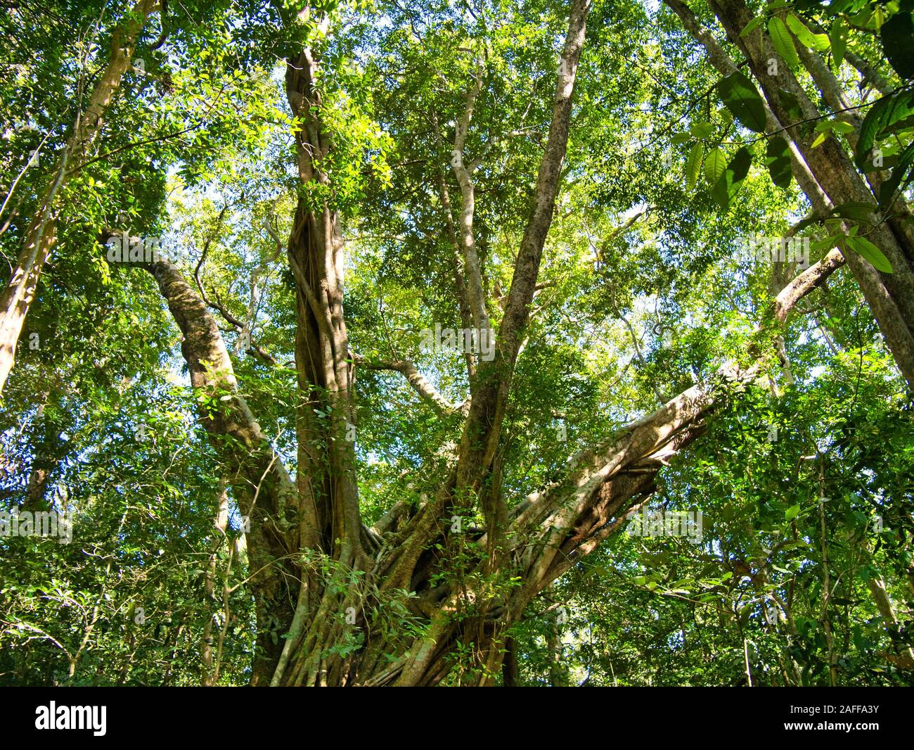 Vegetation Forest High Resolution Stock Photography and Images - Alamy
