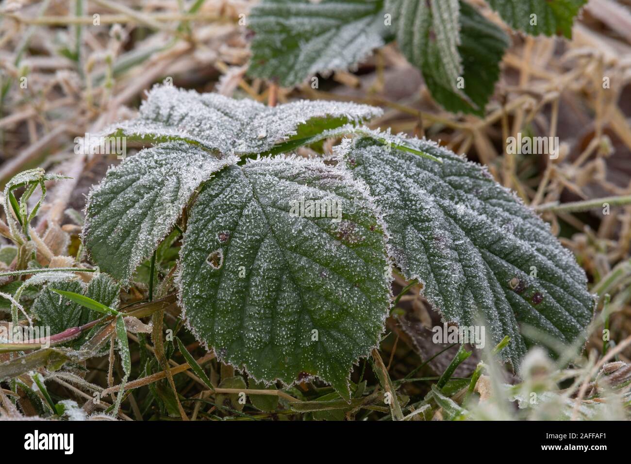 The Structure of Blackberry, or Bramble, Leaves (Rubus Fruticosus) is ...