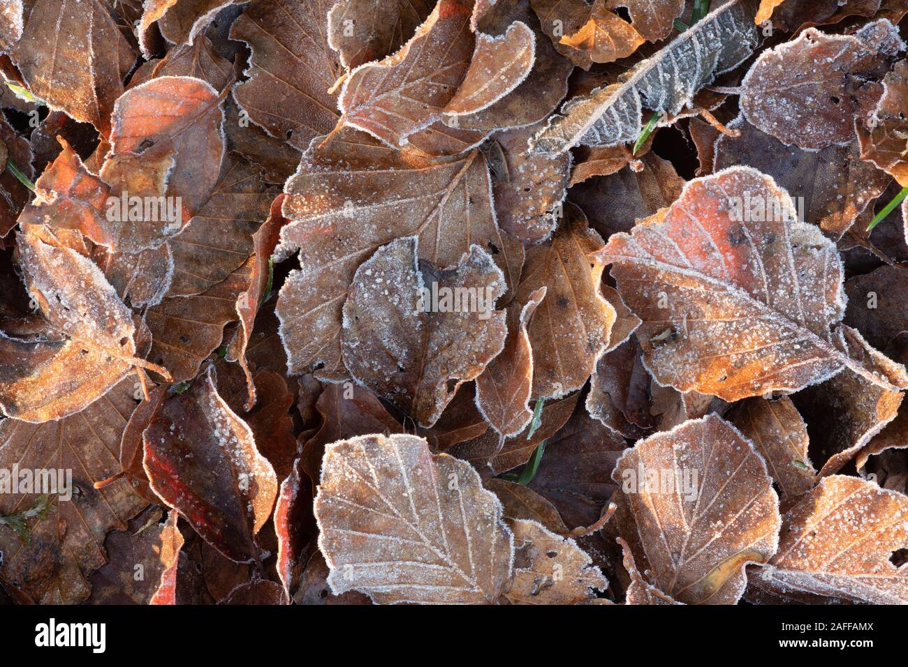 Decomposing leaves hi-res stock photography and images - Alamy