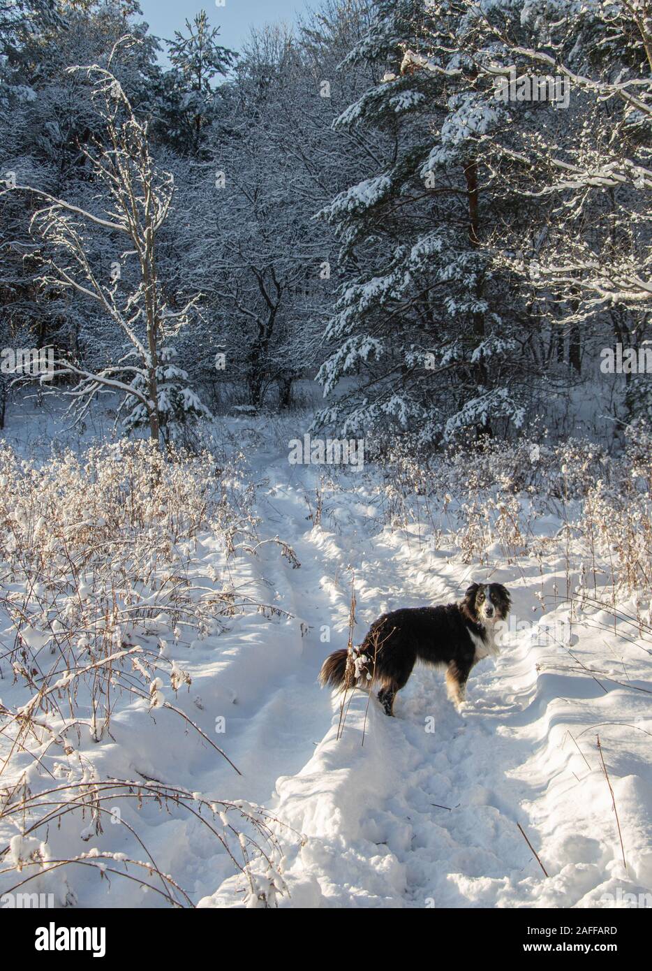 A collie mix standing under ice covered trees in a beautiful winter ...