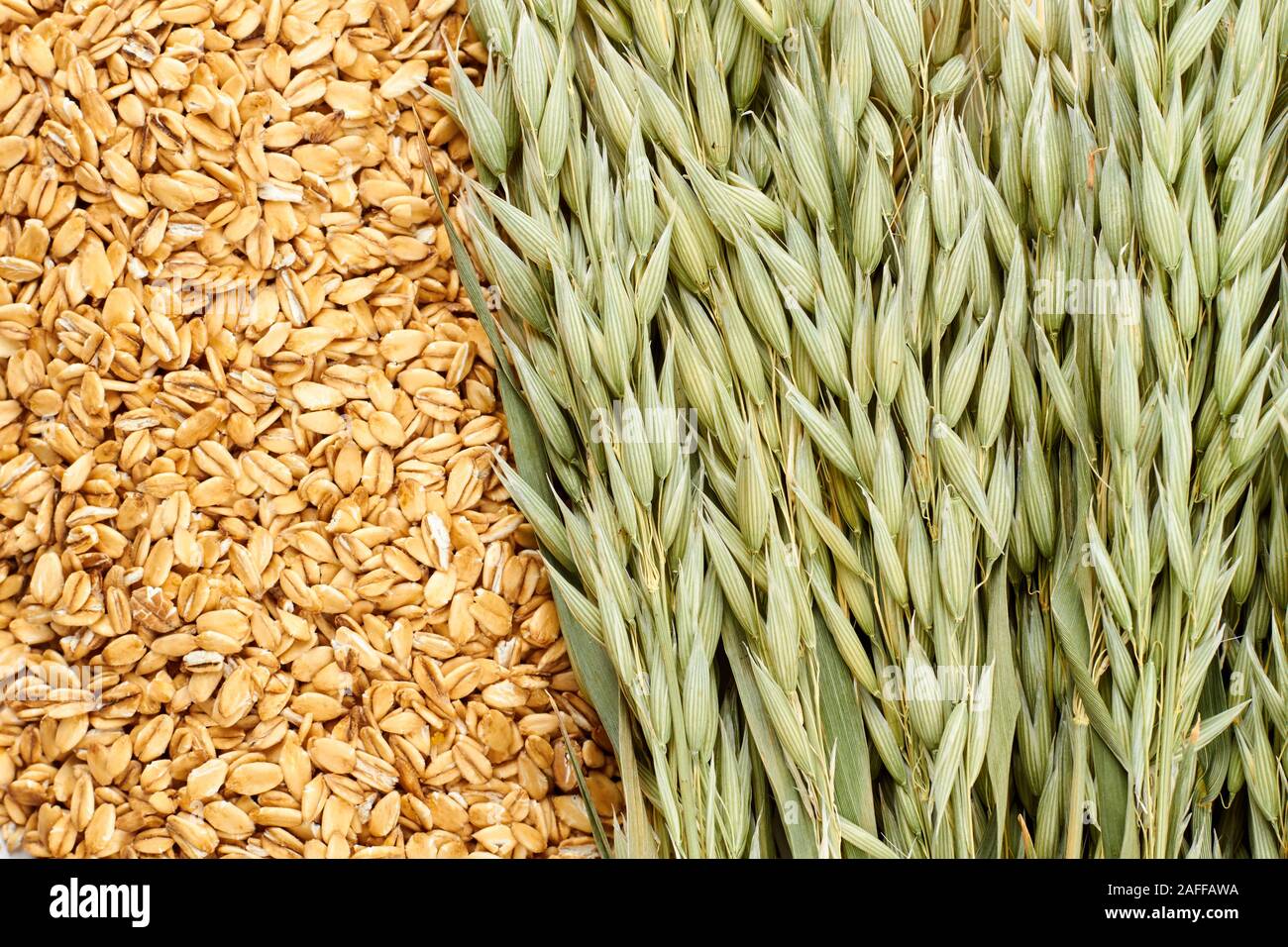 Ear of oatmeal hi-res stock photography and images - Alamy