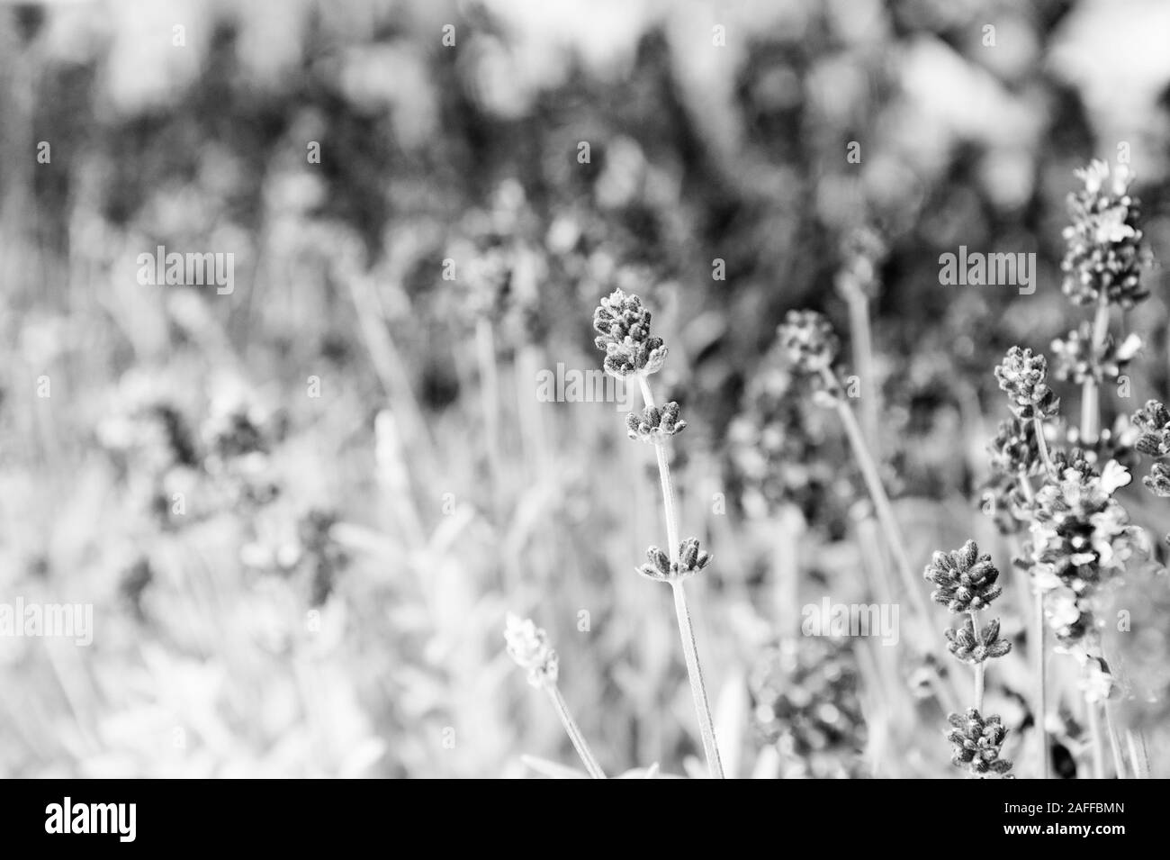 Flowering of lavender Black and White Stock Photos & Images - Alamy
