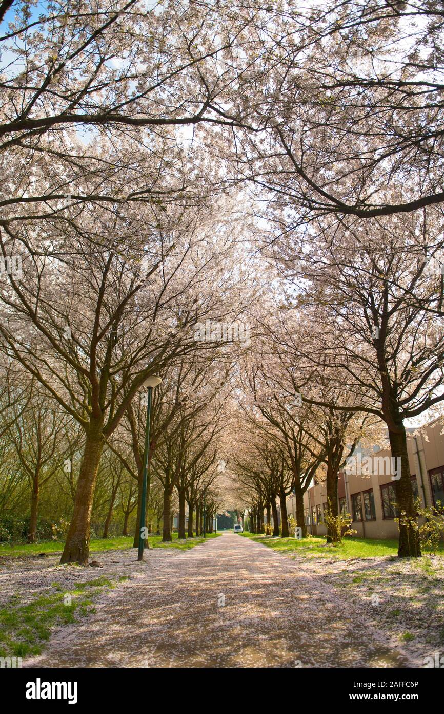 Cherry blossom trees at little lane Stock Photo - Alamy