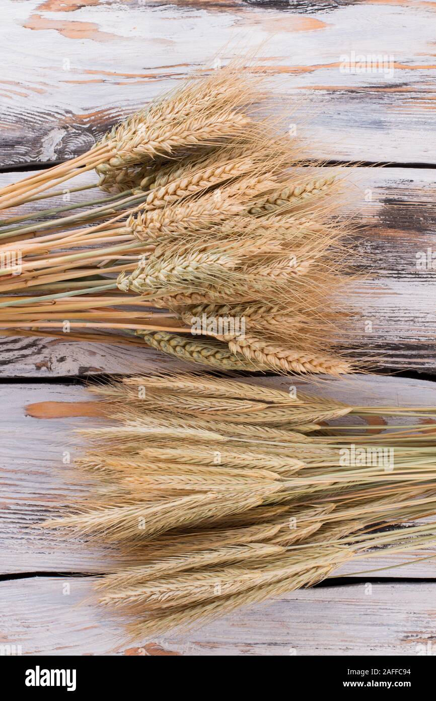 Sheaf ears wheat spikelet hi-res stock photography and images - Alamy