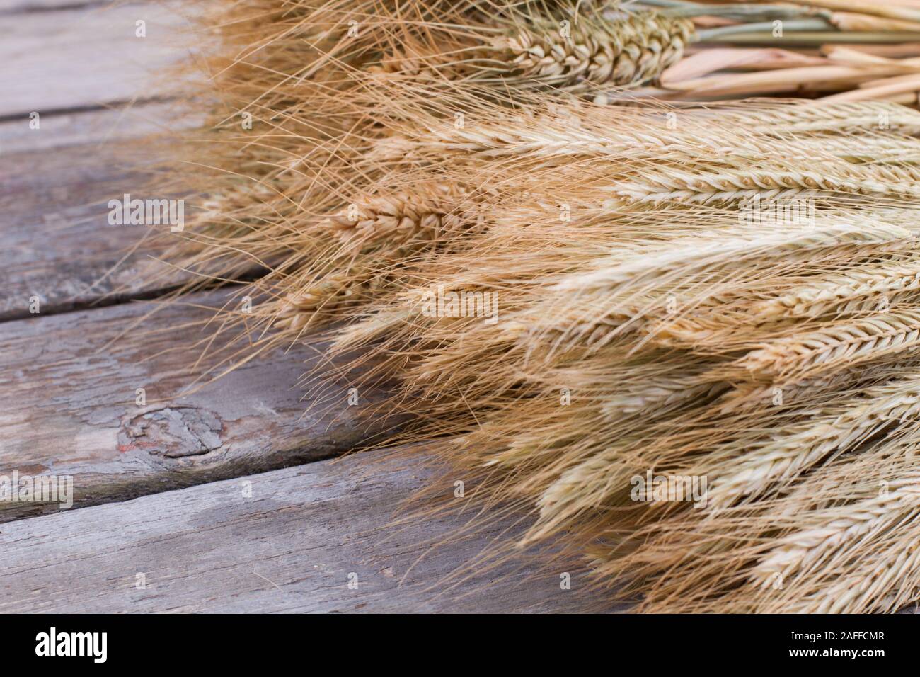 Sheaf ears wheat spikelet hi-res stock photography and images - Alamy